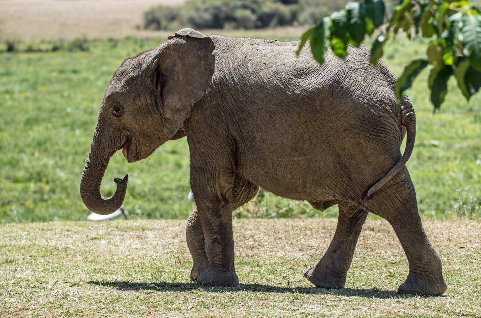 Meet Corra: Disney’s New African Elephant at Disney’s Animal Kingdom